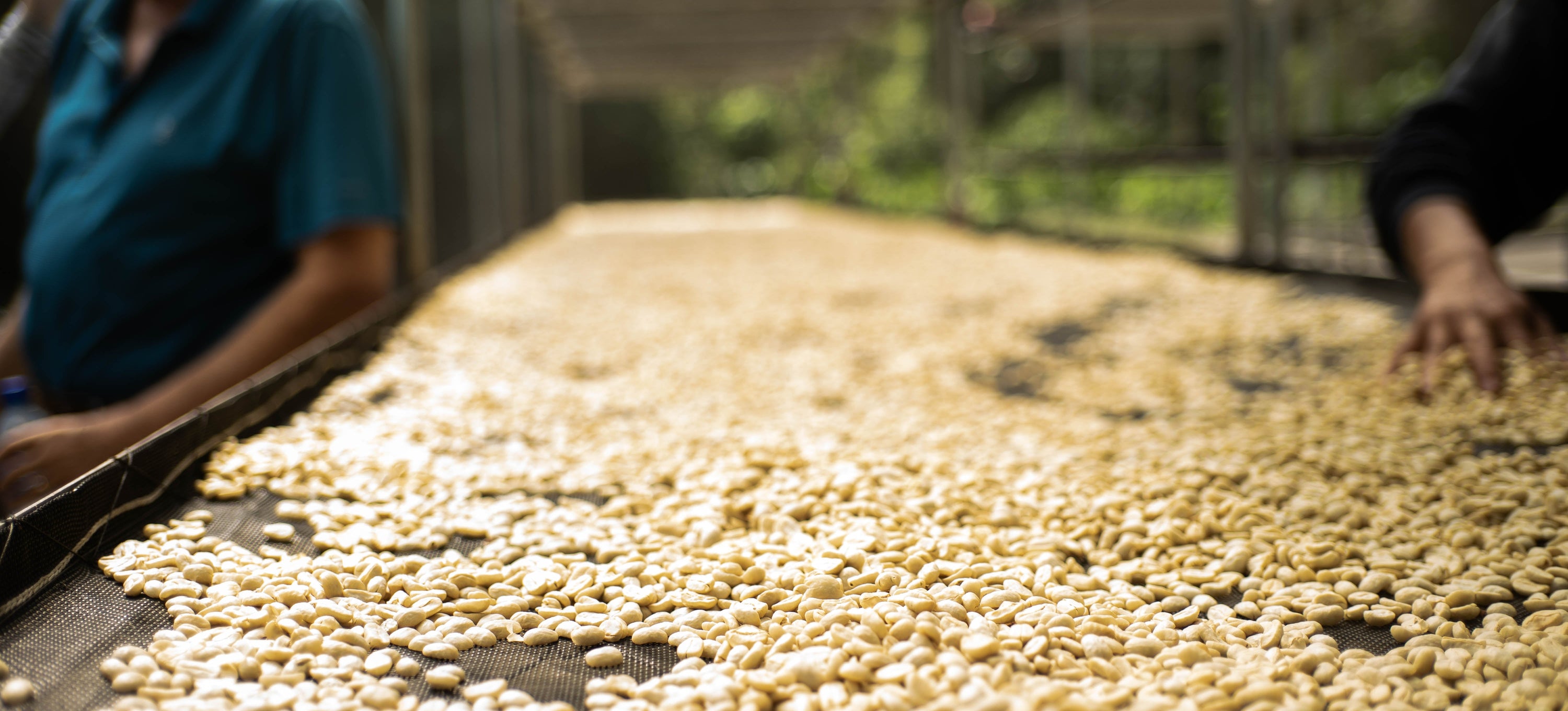 Northshore Specialty Coffee